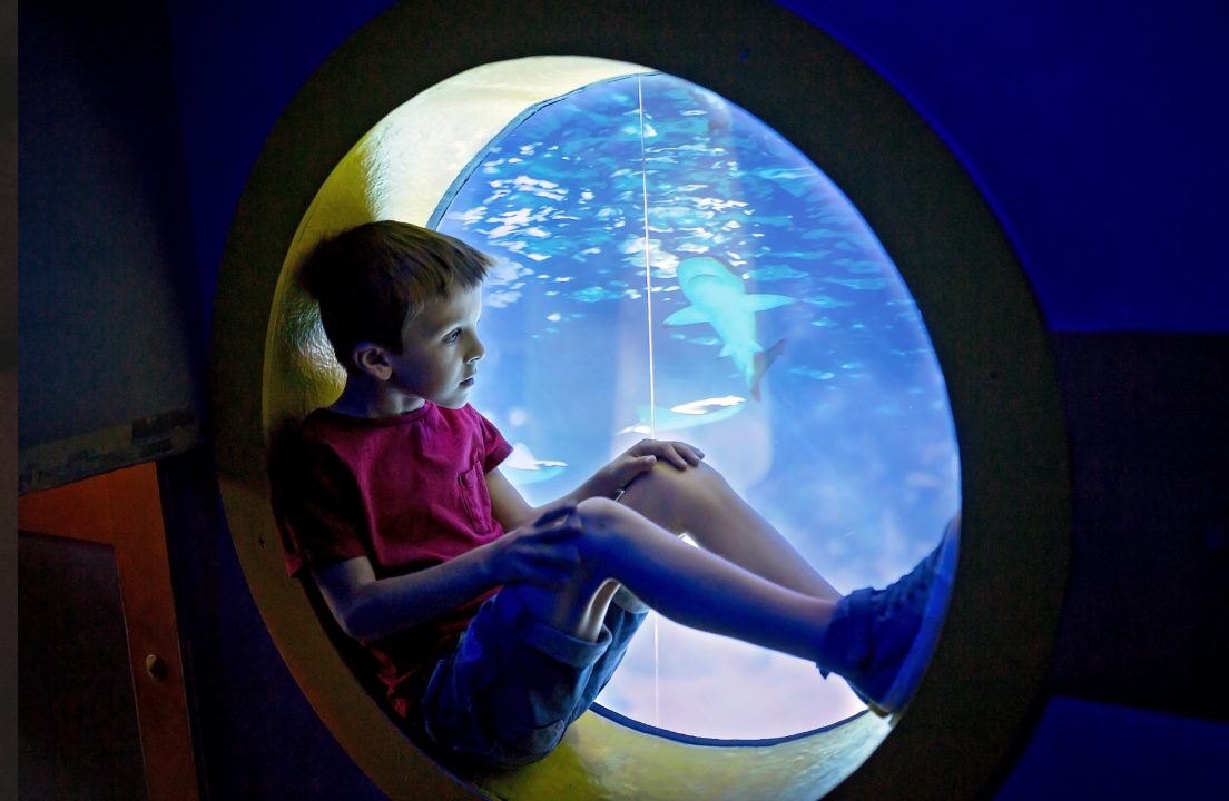 Elephango - Online Personalized and Inquiry-Based Lessons for K–12